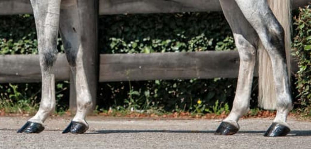 Horse leg conformation | Eventing